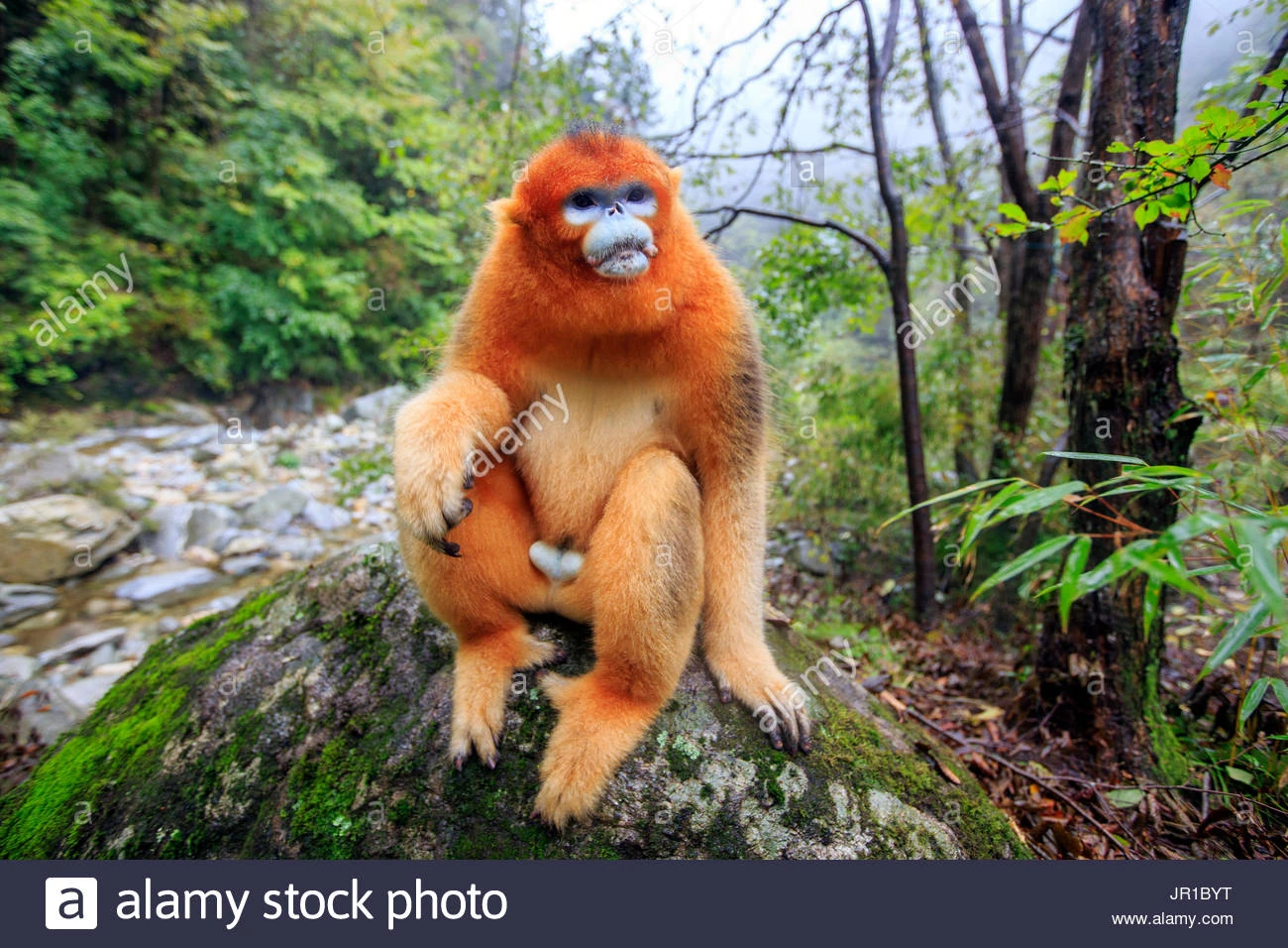 Discuss Everything About Bamboo Kingdom Wiki | Fandom