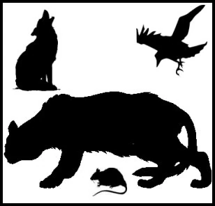 Fera Breeds | Bandaiyan Wiki | Fandom