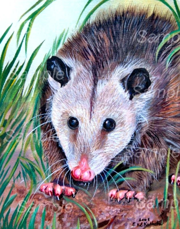 Brush-Tailed Possum | Bandaiyan Wiki | Fandom