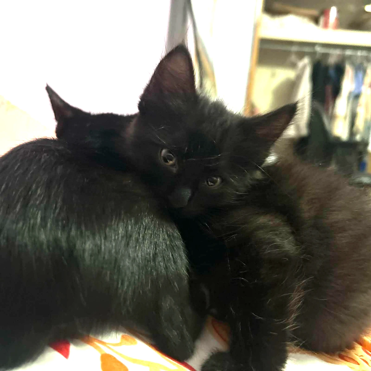 Jaeger & Moonshine | Bane’s Number Lore Wiki | Fandom