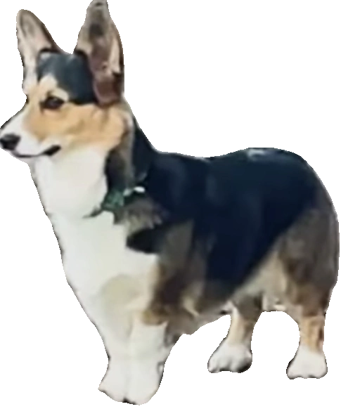 Rocket | Bane’s Number Lore Wiki | Fandom