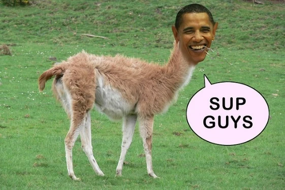 Obama Llama | Barackopedia Wiki | Fandom
