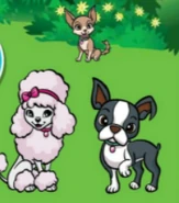 Sequin | Barbie Wiki | Fandom