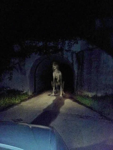 The Dog Watcher | Barli and SCP Foundation 2020 Wiki | Fandom