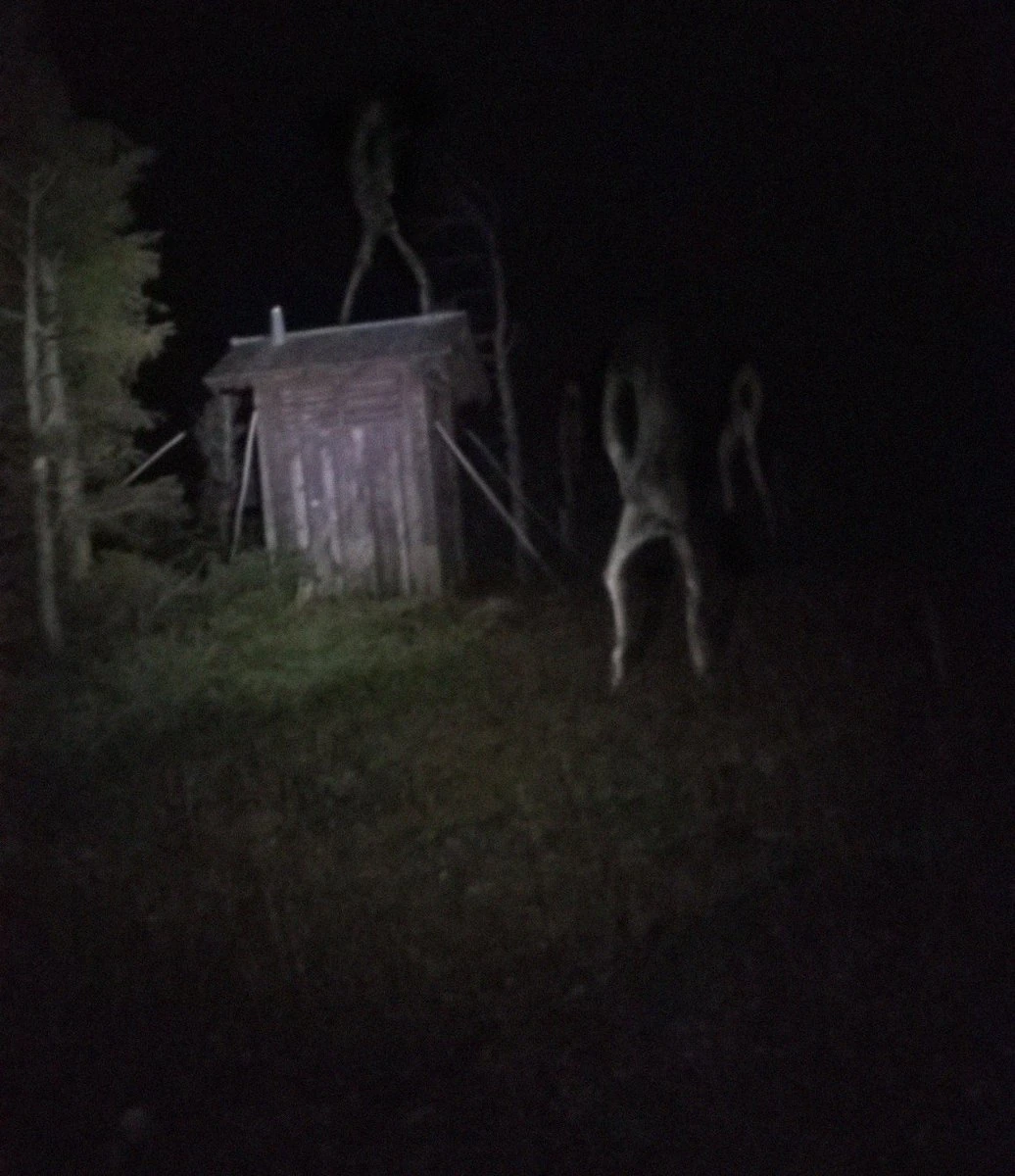 Albino Lamb | Barli and SCP Foundation 2020 Wiki | Fandom