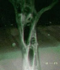 Tree Face | Barli and SCP Foundation 2020 Wiki | Fandom