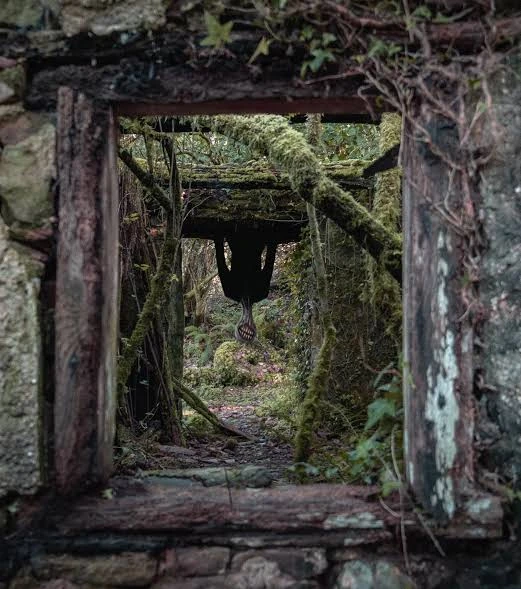 Living In A Wooden House | Barli and SCP Foundation 2020 Wiki | Fandom