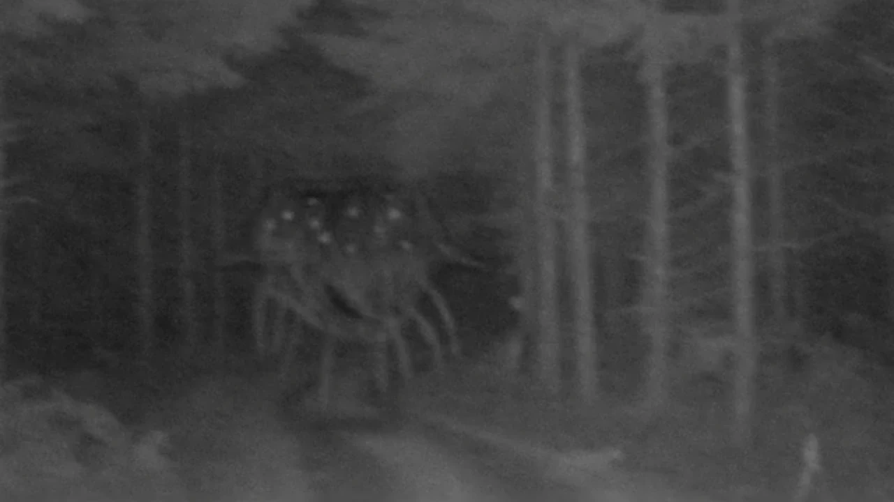 The Monster In The Forest For So Long | Barli and SCP Foundation 2020 ...