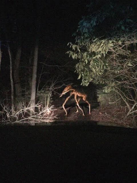 Forest Friend | Barli and SCP Foundation 2020 Wiki | Fandom