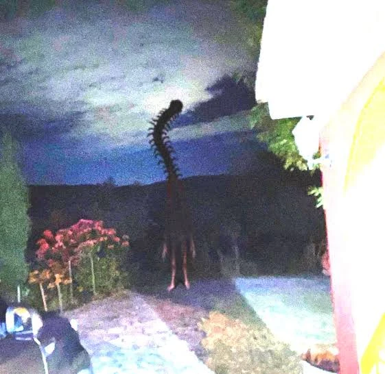 The Centipede | Barli and SCP Foundation 2020 Wiki | Fandom