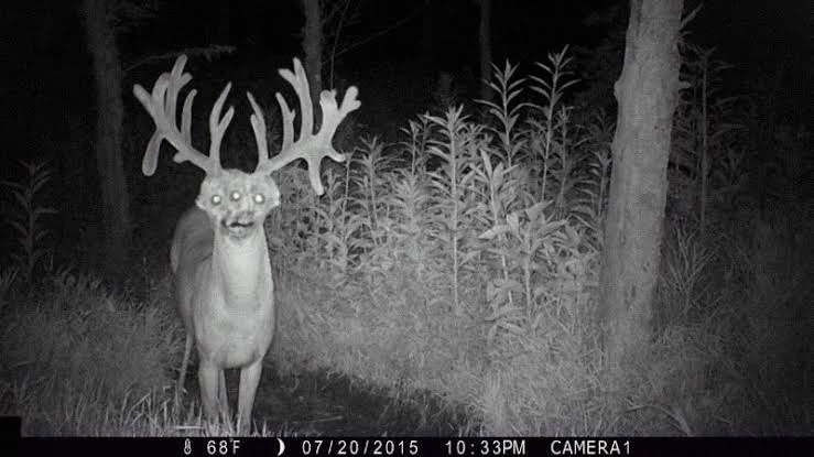 Trail Cam Creature | Barli and SCP Foundation 2020 Wiki | Fandom
