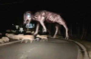 Big Charlie | Barli and SCP Foundation 2020 Wiki | Fandom