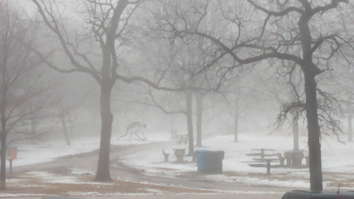 Snow Day | Barli and SCP Foundation 2020 Wiki | Fandom