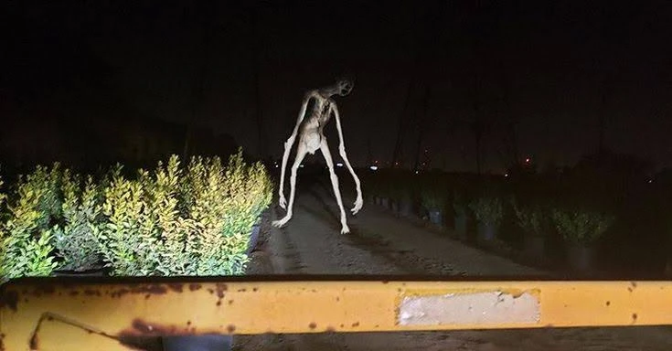 Night Stalker | Barli and SCP Foundation 2020 Wiki | Fandom