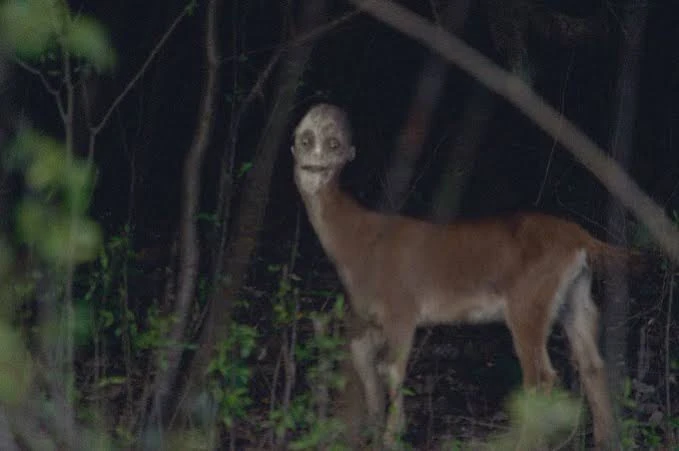 Forest Dog | Barli and SCP Foundation 2020 Wiki | Fandom