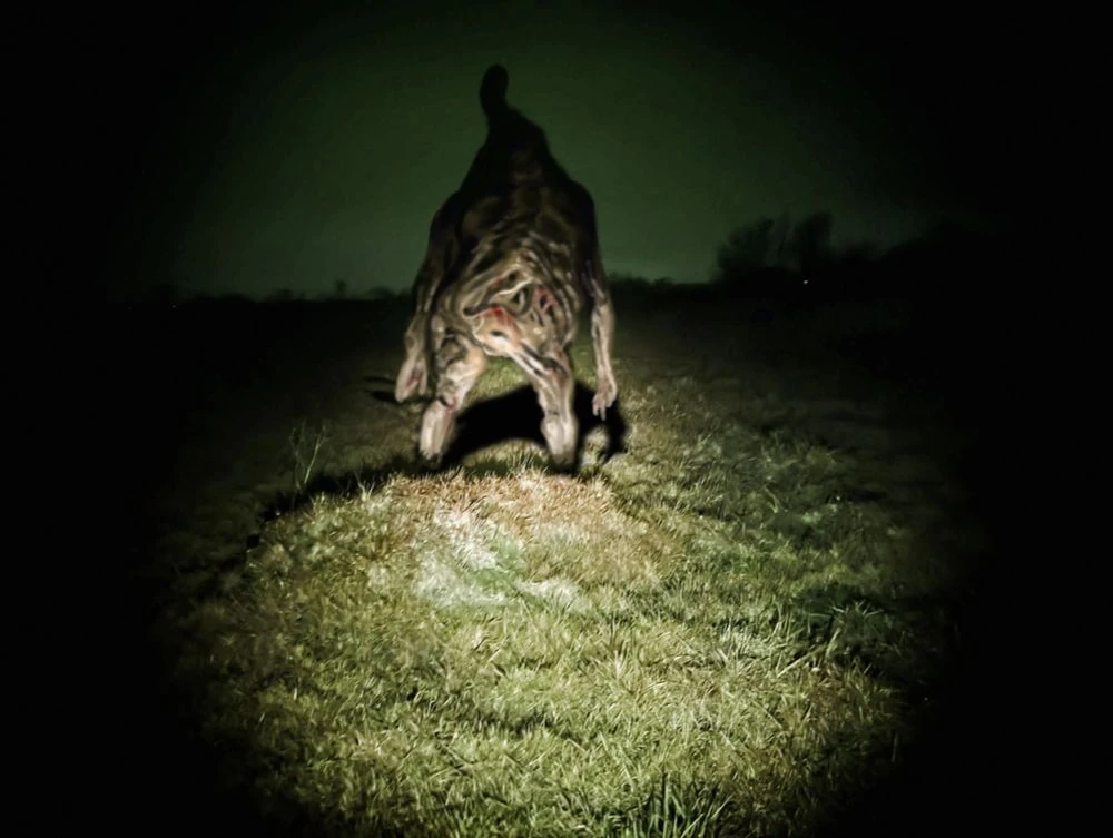 The Walker In The Fields | Barli and SCP Foundation 2020 Wiki | Fandom