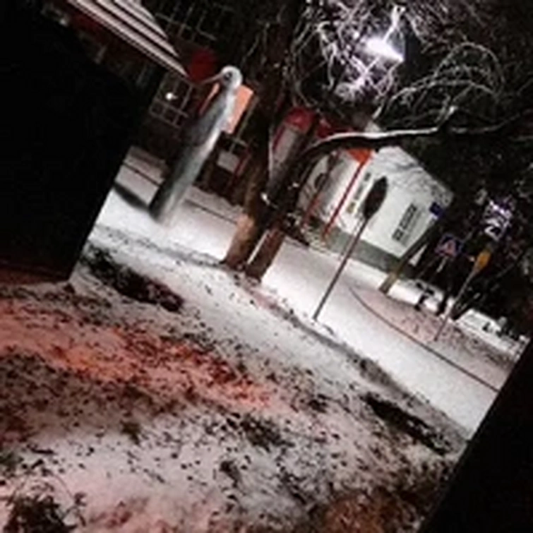 Snow Bird | Barli and SCP Foundation 2020 Wiki | Fandom