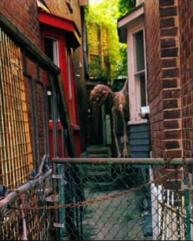 Stray Dog | Barli and SCP Foundation 2020 Wiki | Fandom