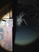 Baby Owls | Barli and SCP Foundation 2020 Wiki | Fandom