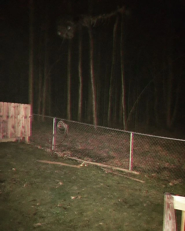 Playground Dog | Barli and SCP Foundation 2020 Wiki | Fandom