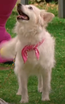 Gracie (dog) | Barney Wiki | Fandom