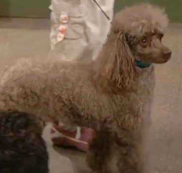 Cocoa | Barney Wiki | Fandom