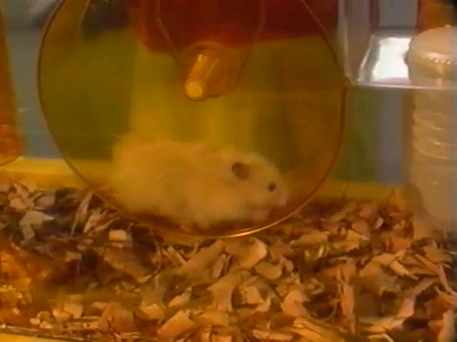 Zippity the Hamster | Barney Wiki | Fandom