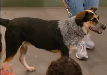 Chula | Barney Wiki | Fandom