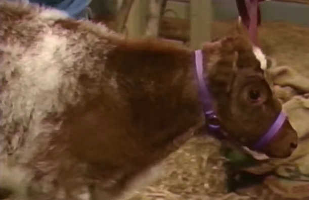 Cleopatra | Barney Wiki | Fandom