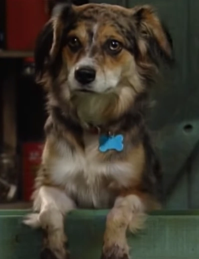 Bingo (dog) | Barney Wiki | Fandom