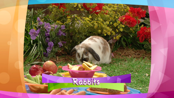 Rabbits | Barney Wiki | Fandom