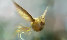 Le Colidor | Wiki Sandor | Fandom