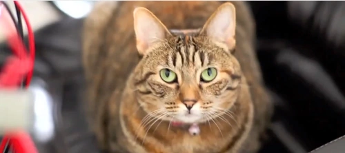 Keke The Adopted Tabby Cat | Based Wiki | Fandom