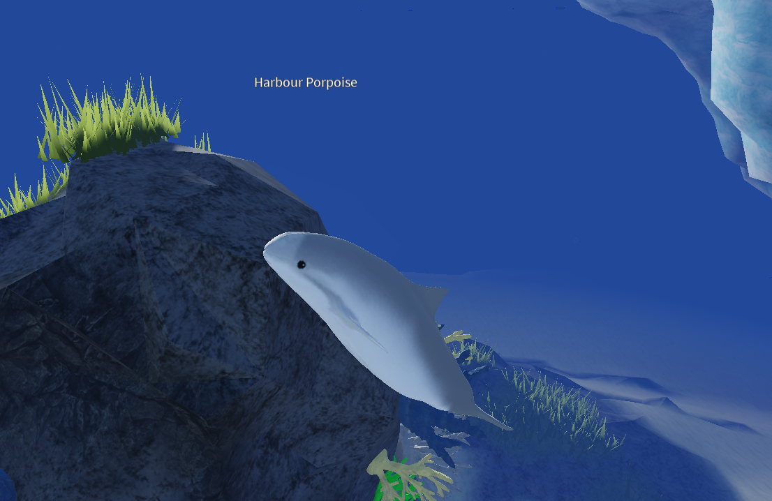 Harbour Porpoise Basic Marine Life Gaem Wiki Fandom