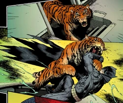 Tiger | Batman Wiki | Fandom