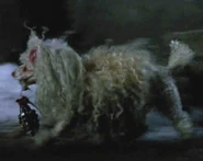 Ratty Poodle | Batman Wiki | Fandom