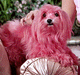 Apricot | Batman Wiki | Fandom