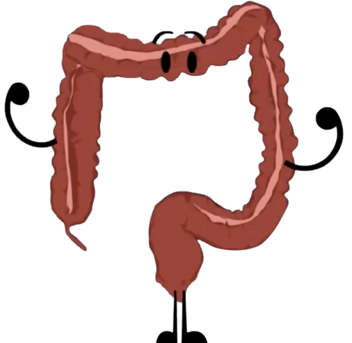Large Intestine | Battle For Anatomy of Organs Wiki | Fandom