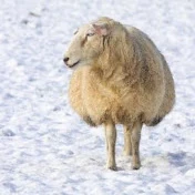 Romdon | Battle for the Magic Pencil Wiki | Fandom