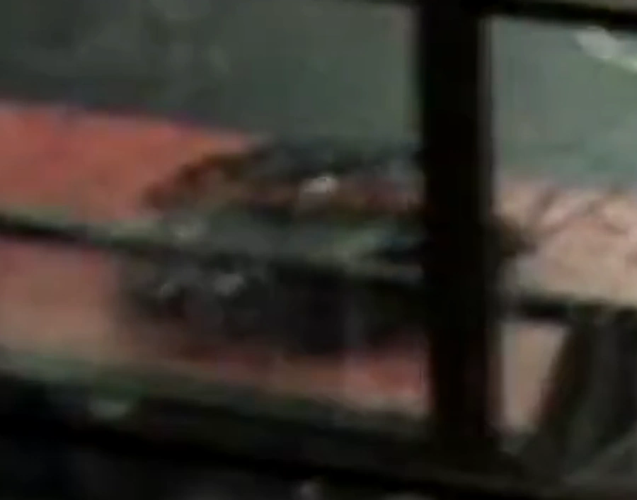 Spider Blade | BattleBots Wiki | Fandom