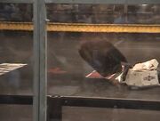 Falcon | BattleBots Wiki | Fandom