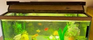 Fish | Battle for Dream Island Wiki | Fandom