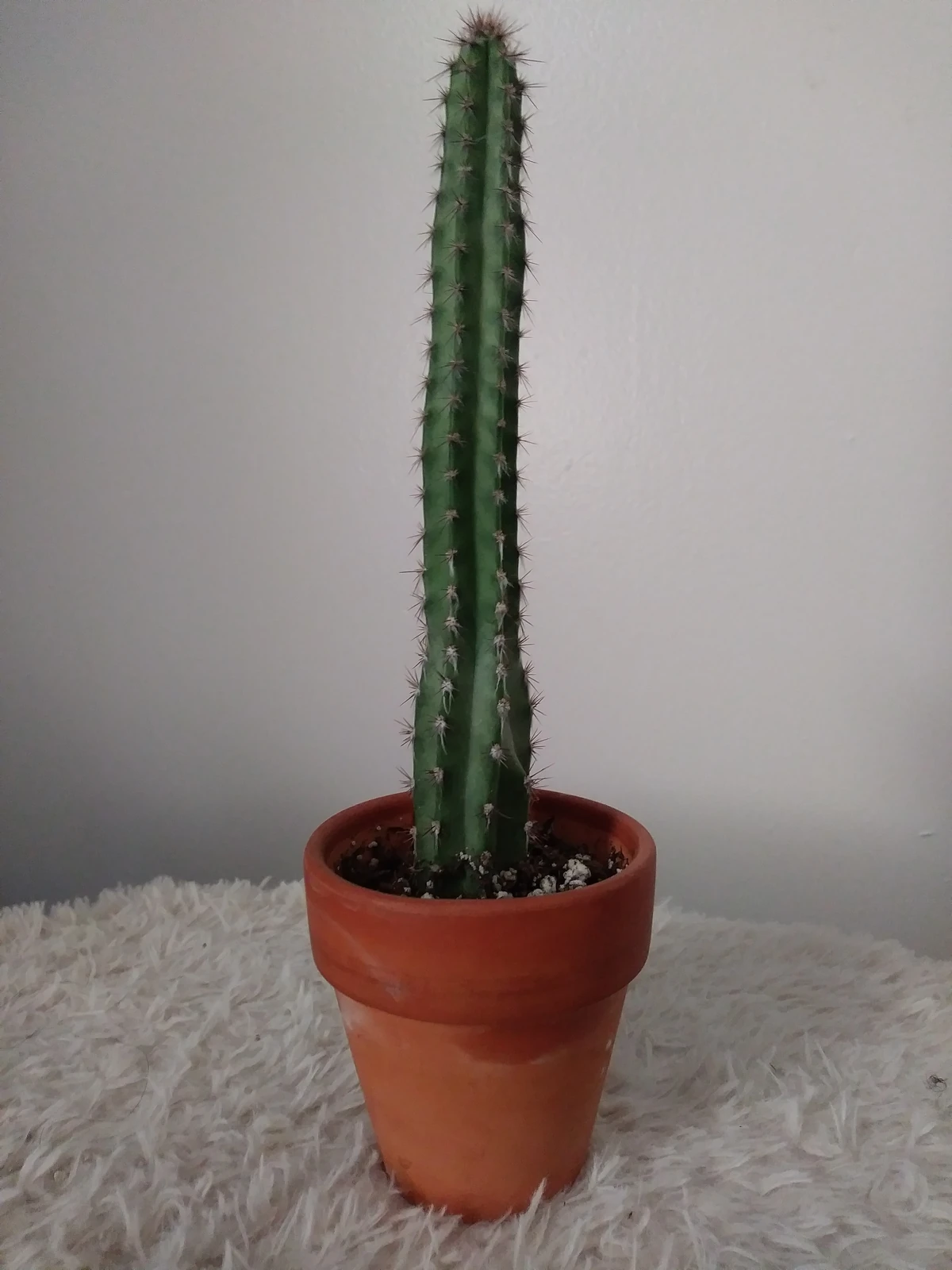 User blog:Mokm/CACTUS REVEAL | Battle for Dream Island Wiki | Fandom