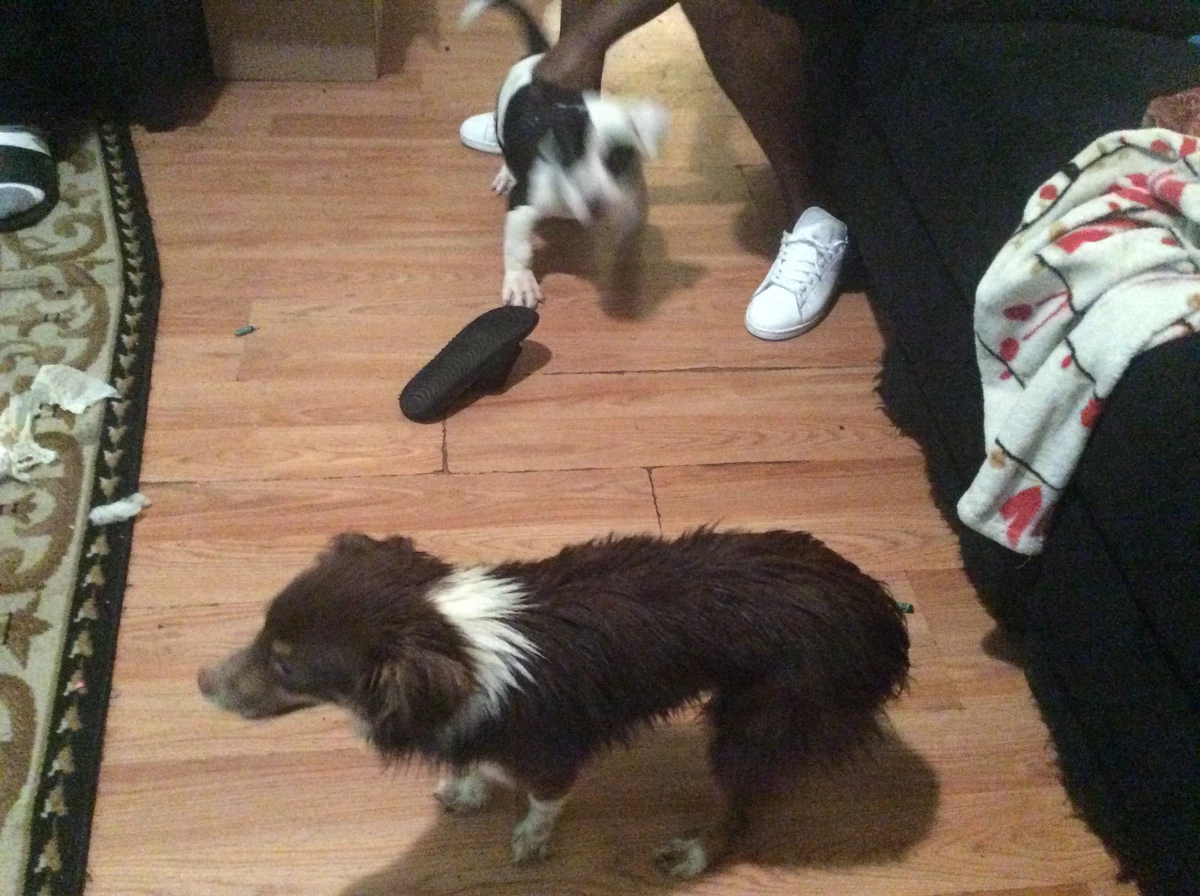 User blog:Nslpauvilus/My dogs. | Battle for Dream Island Wiki | Fandom