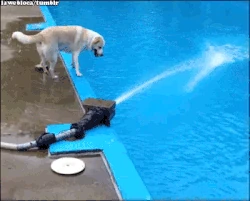 Beep Beep Gif