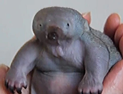 User blog:Some AT-AT/Face Reveal | Battle for Dream Island Wiki | Fandom