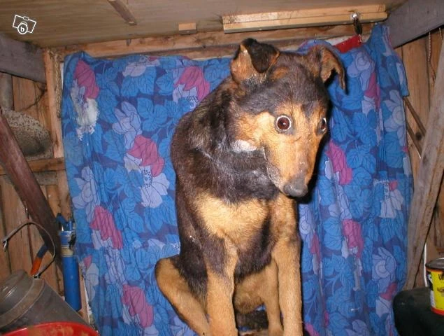 User blog:Some AT-AT/i Got a new dog | Battle for Dream Island Wiki ...