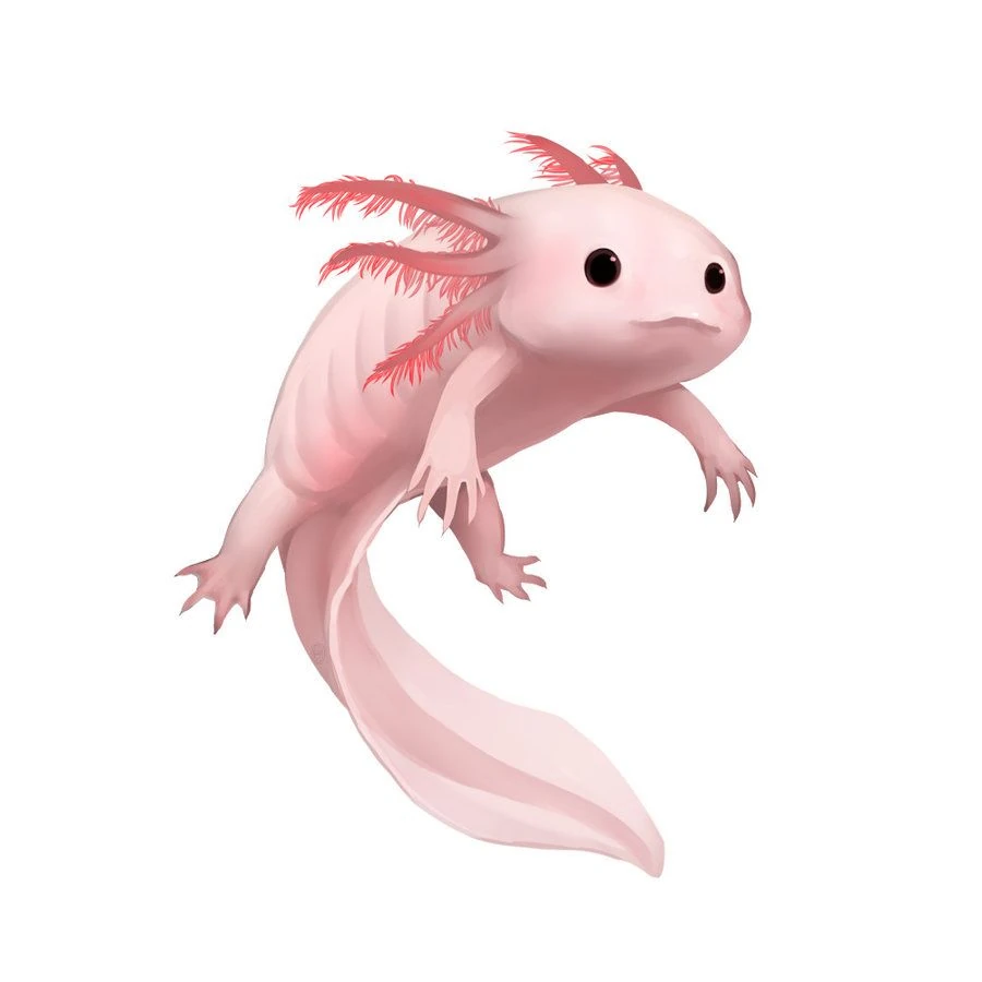 User blog:SuperBFDIFan721/Axolotl Fan v2 | Battle for Dream Island Wiki ...