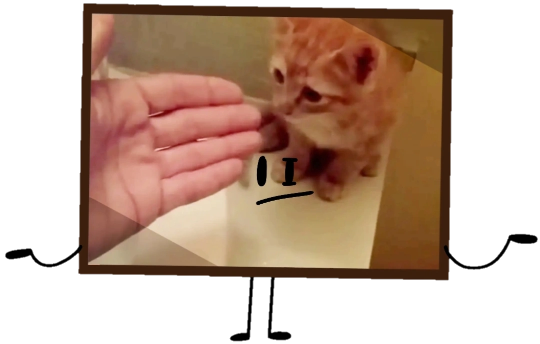 How To Wash A Kitten Without Making It Too Scared | Object Shows ...
