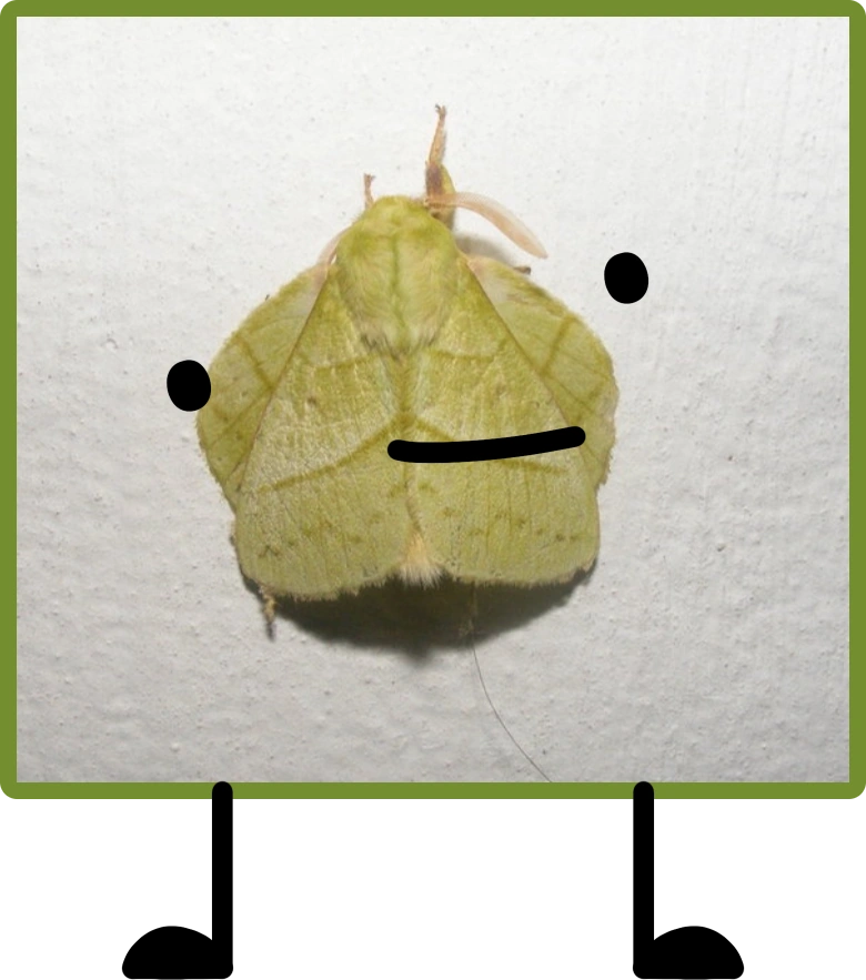 Cc0 Trabala Vishnou Image From iNaturalist | Object Shows Community ...